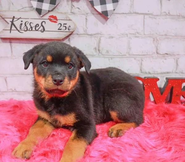 Rottweiler For Sale | The Puppy Palace CT